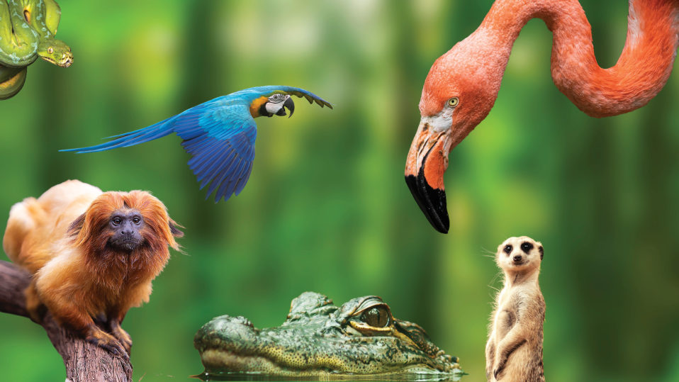 Caldwell Zoo – A Natural for Family Fun