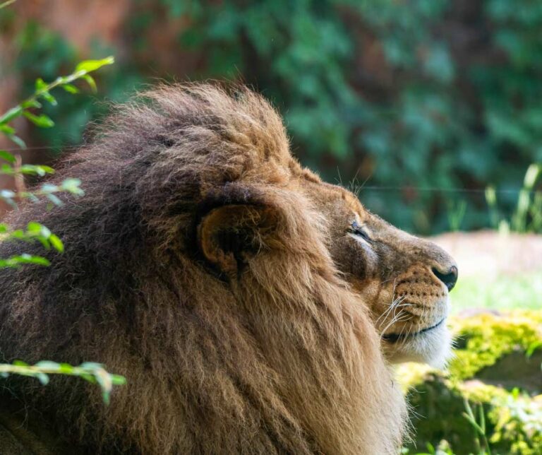 For Animals, Forever. – CaldwellZoo