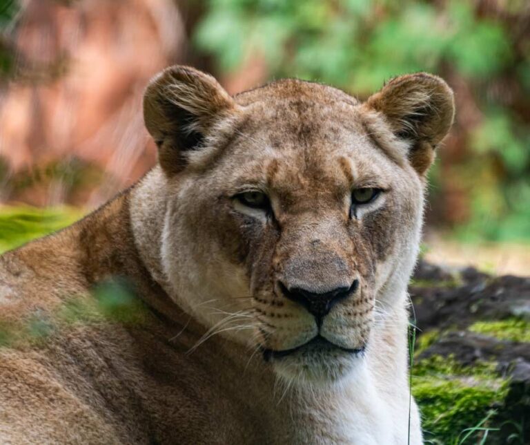 For Animals, Forever. – CaldwellZoo