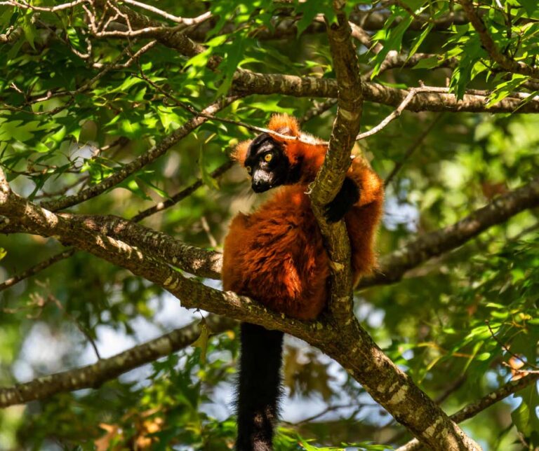 For Animals, Forever. – CaldwellZoo