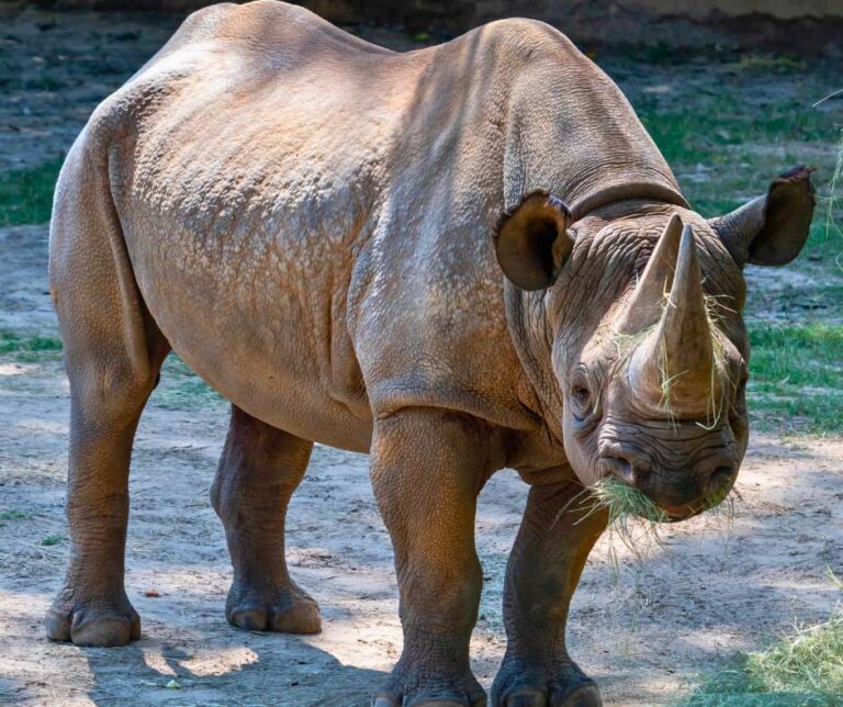 For Animals, Forever. – CaldwellZoo